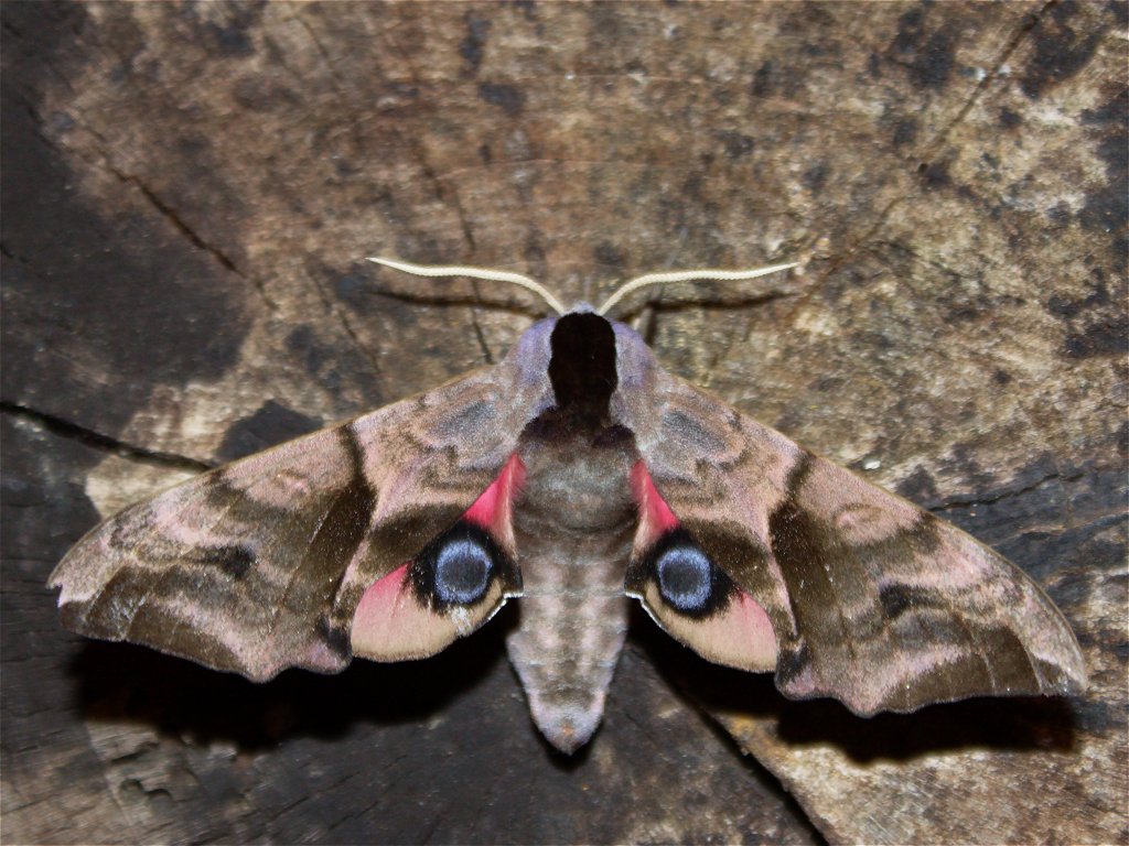 The Natural Stone: New garden moth