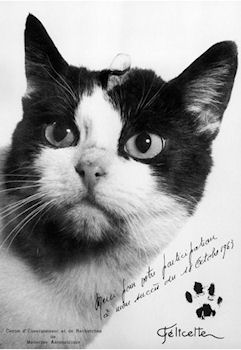 The Presurfer: The Secret History Of The First Cat In Space