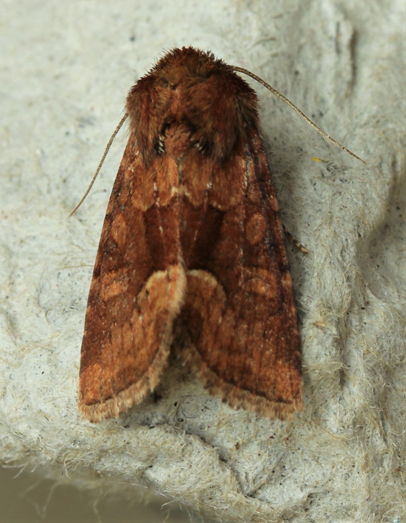 Ceredigion Moths: 100 up