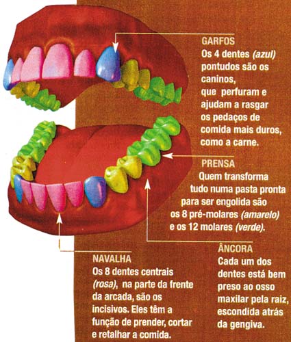 Ciências - 8º Ano: Digestão e o estado dos dentes