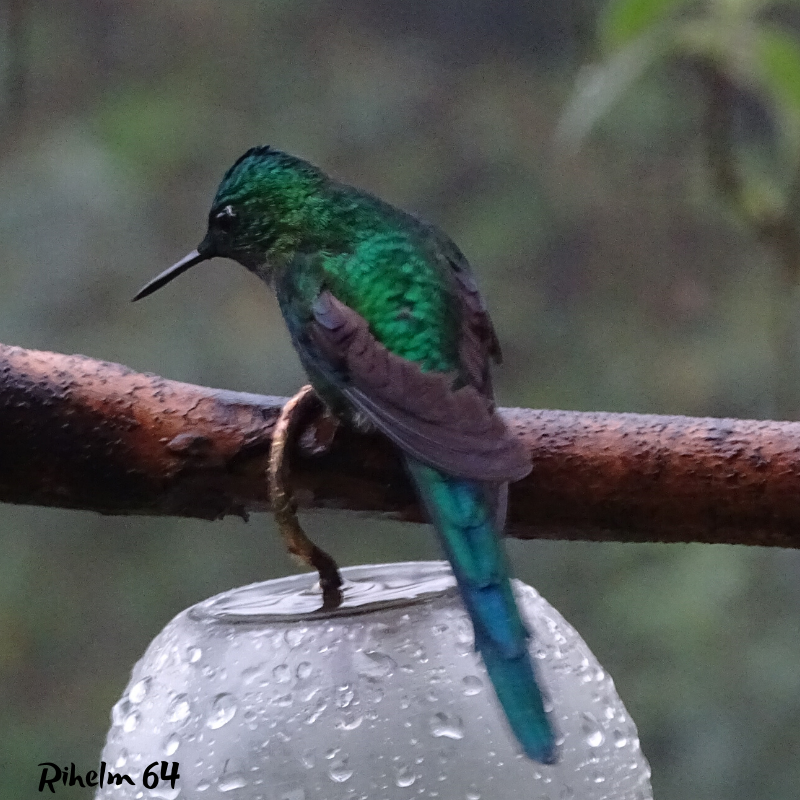 Colibrí Coludo Azul