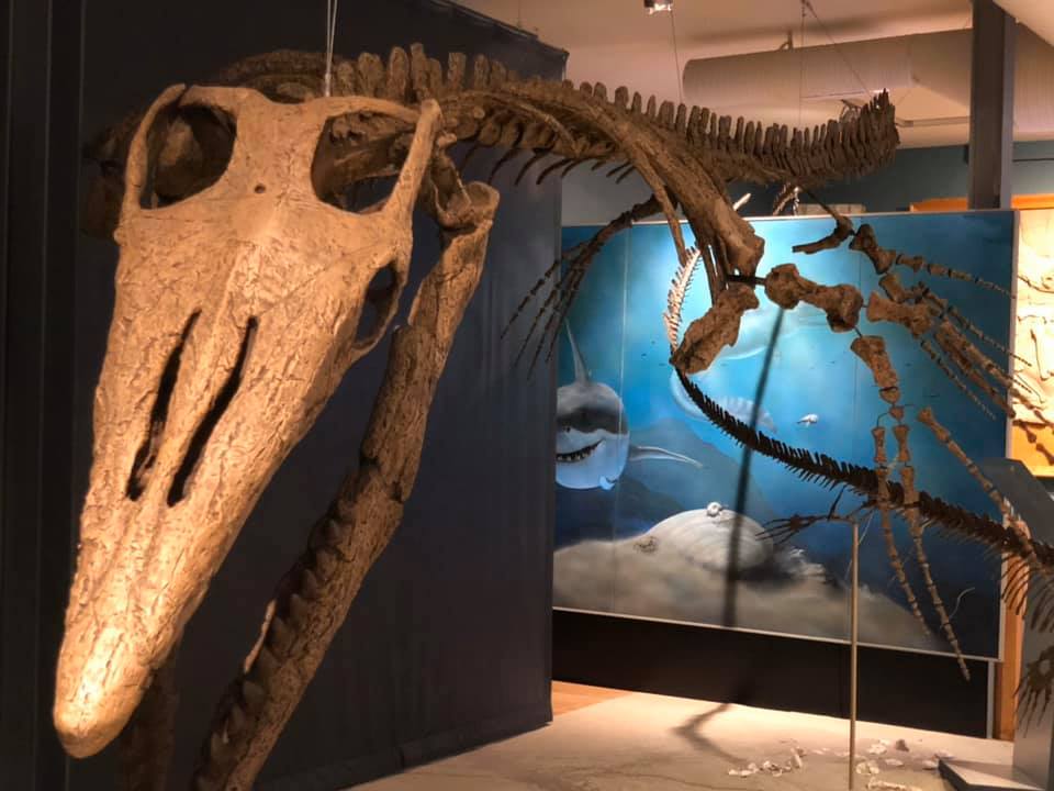 FOSSIL HUNTRESS: UPPER CRETACEOUS FAUNA OF THE PACIFIC