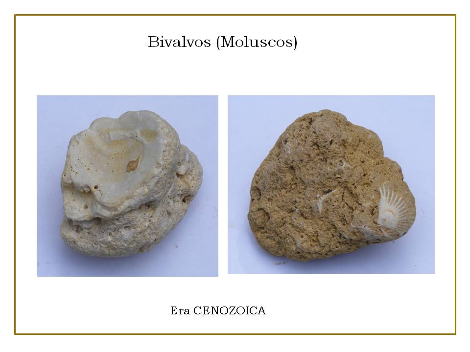 PALEONTOLOGÍA - E.S.O.