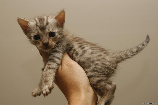 Baby Savannah Cats