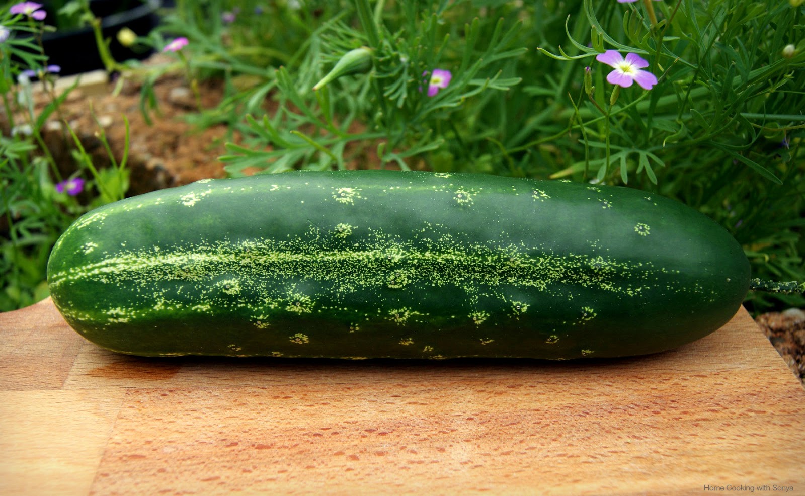 Home Cooking with Sonya: Take A Peek Wednesday: What I'm Harvesting