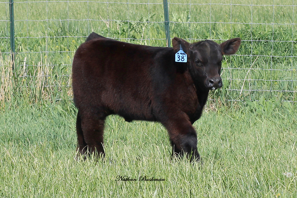 Bushman Cattle Company: Monopoly Money Bull Prospect