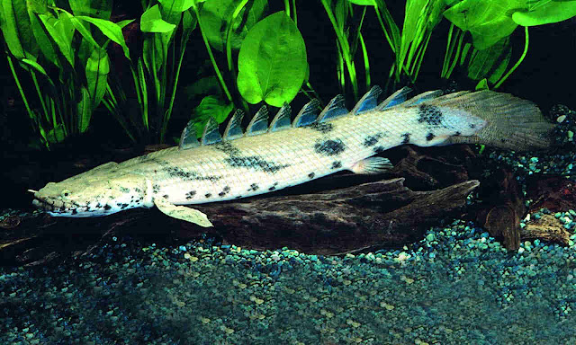 Ikan Palmas - 16 Jenis Ikan Palmas Beserta Harga dan Cara Merawatnya ...