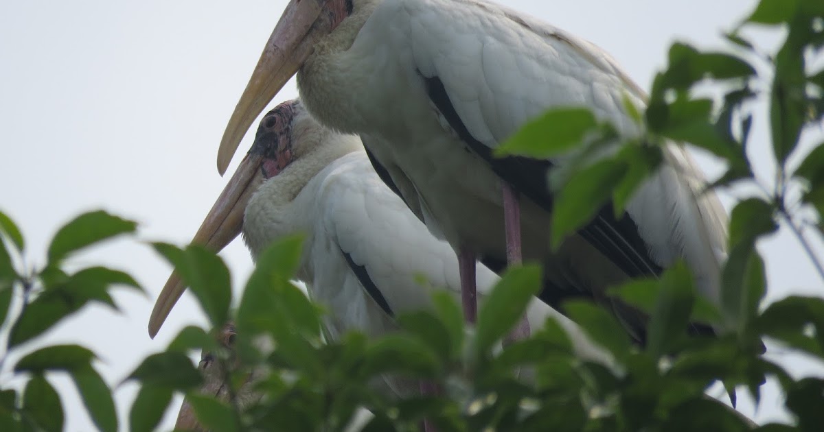 Puffin and Friends: シロトキコウ Milky Stork