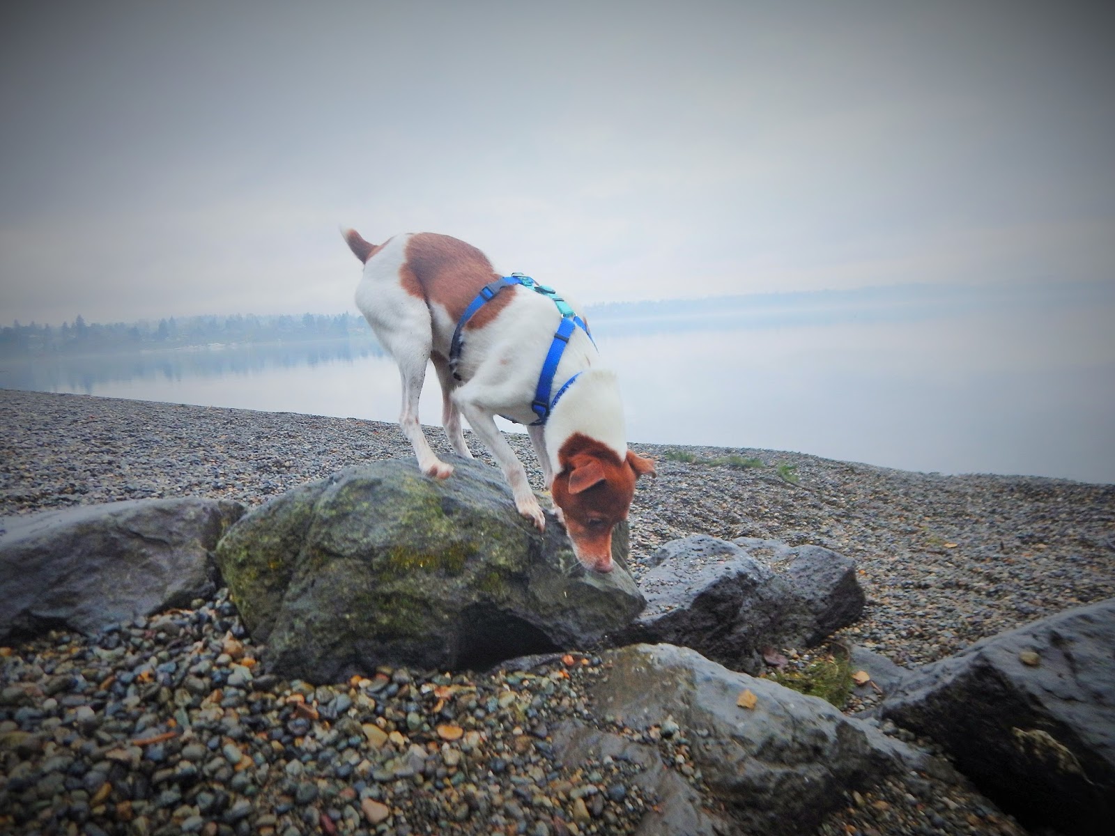 Out & About: Fog dog