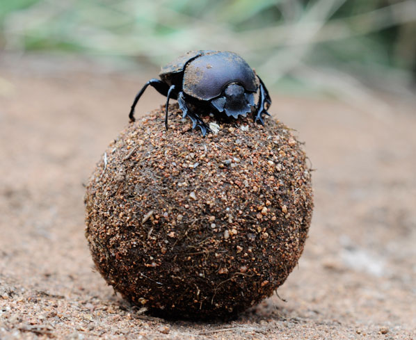 A dança incrível do besouro-rola-bosta | Eu Quero Biologia