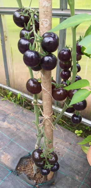 AnneAed: TOMATID KASVUHOONES