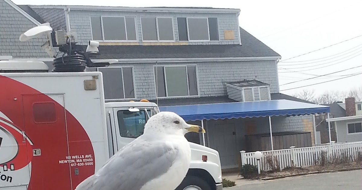 Jess' Remote Station: Facts About Seagulls
