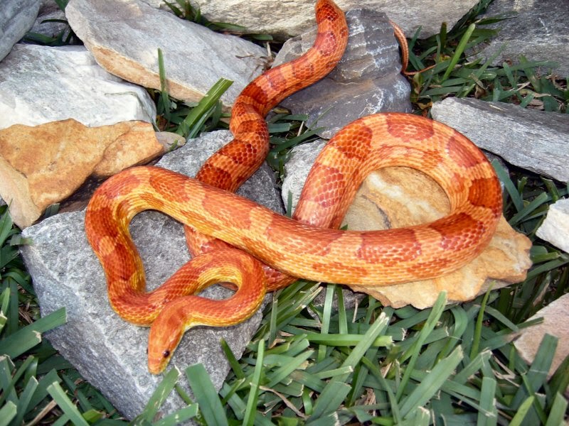 Jenis ular yang bisa dipelihara