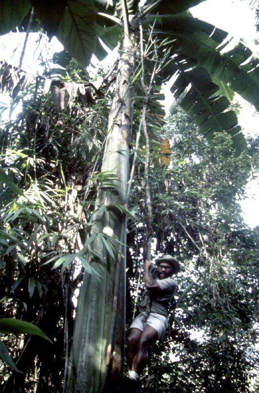Alam Mengembang Jadi Guru: Musa Ingens - Pohon Pisang Terbesar di Dunia ...