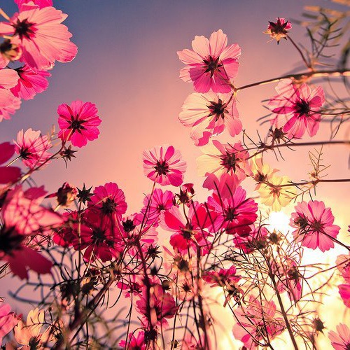 Gambar Bunga Indah dan Cantik | Kumpulan Gambar