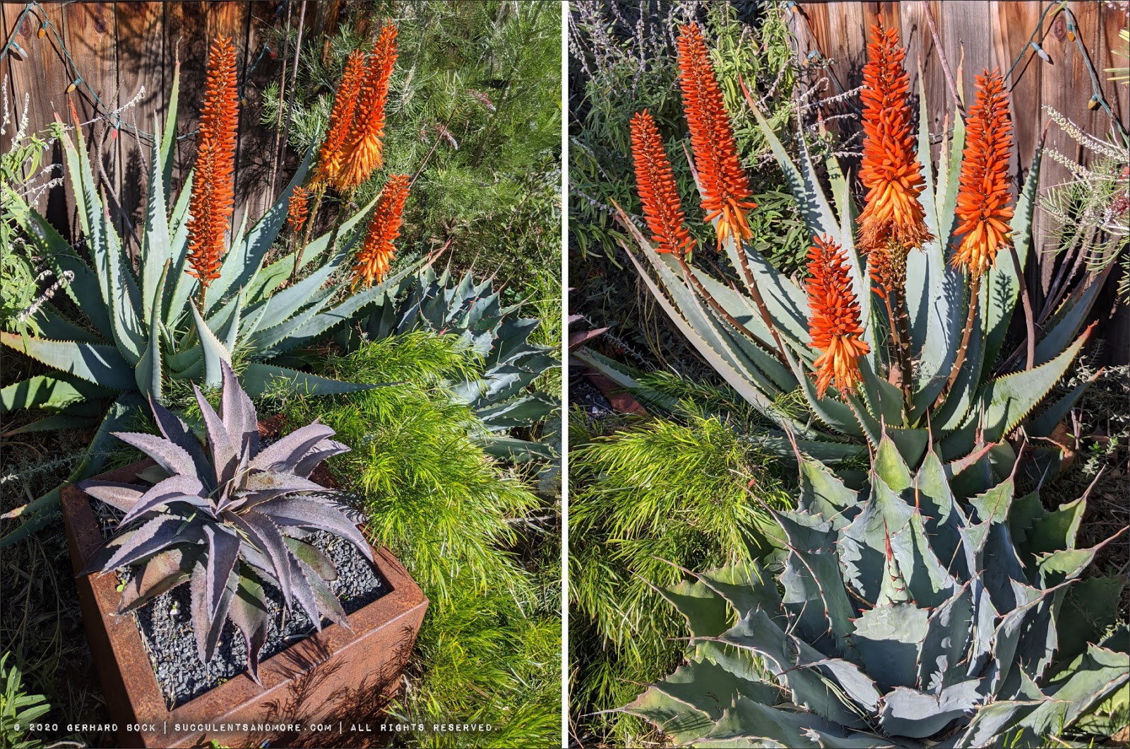 Aloes aloes