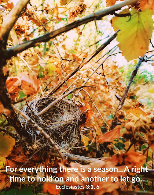 Beyond The Picket Fence: Sunday Verses