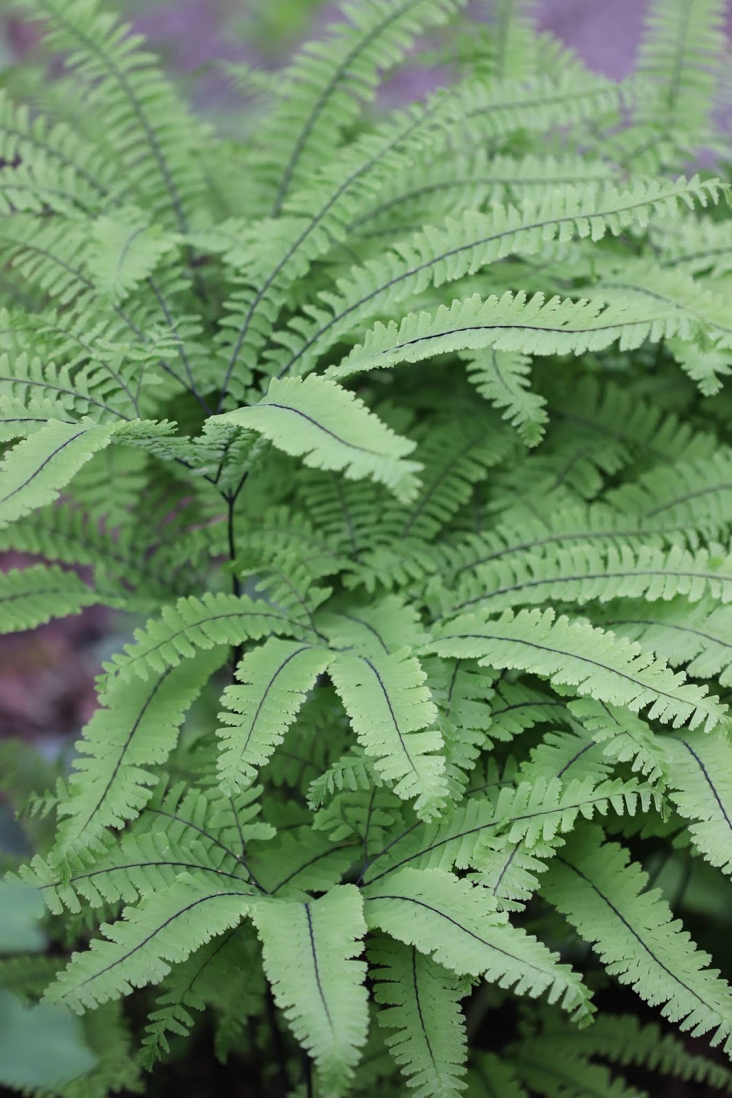 Ferns at Chickadee Gardens