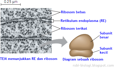 Ribosom: Pabrik Protein - BELAJAR BIOLOGI