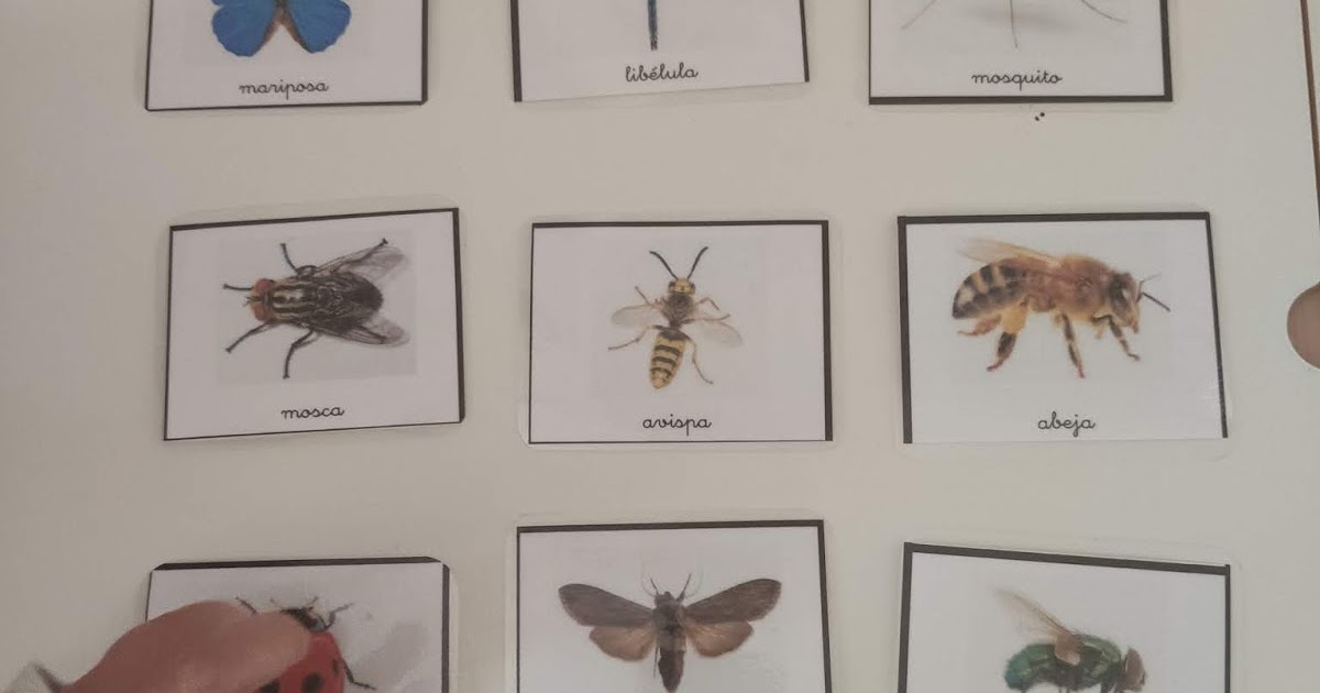 Descubre Mi Mundo PT: APRENDIENDO DE LOS INSECTOS!