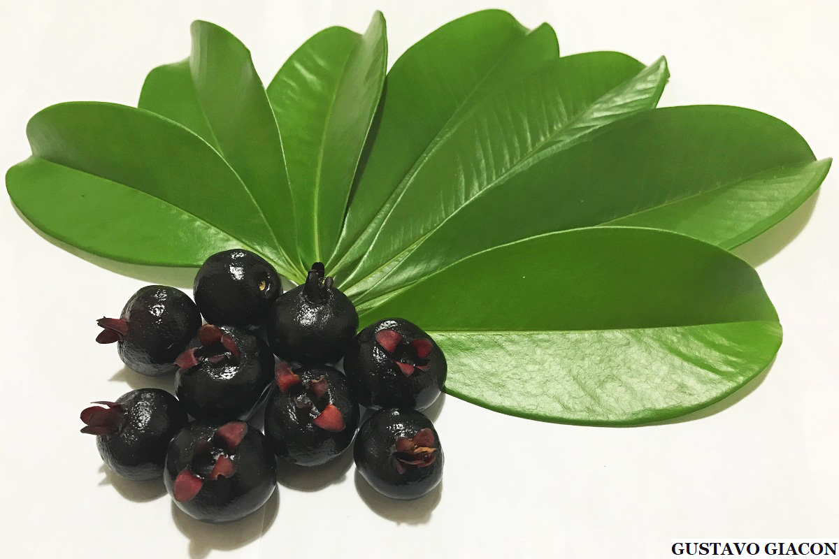 Viveiro Ciprest - Plantas Nativas e Exóticas: Grumichama ou Grumixama ...