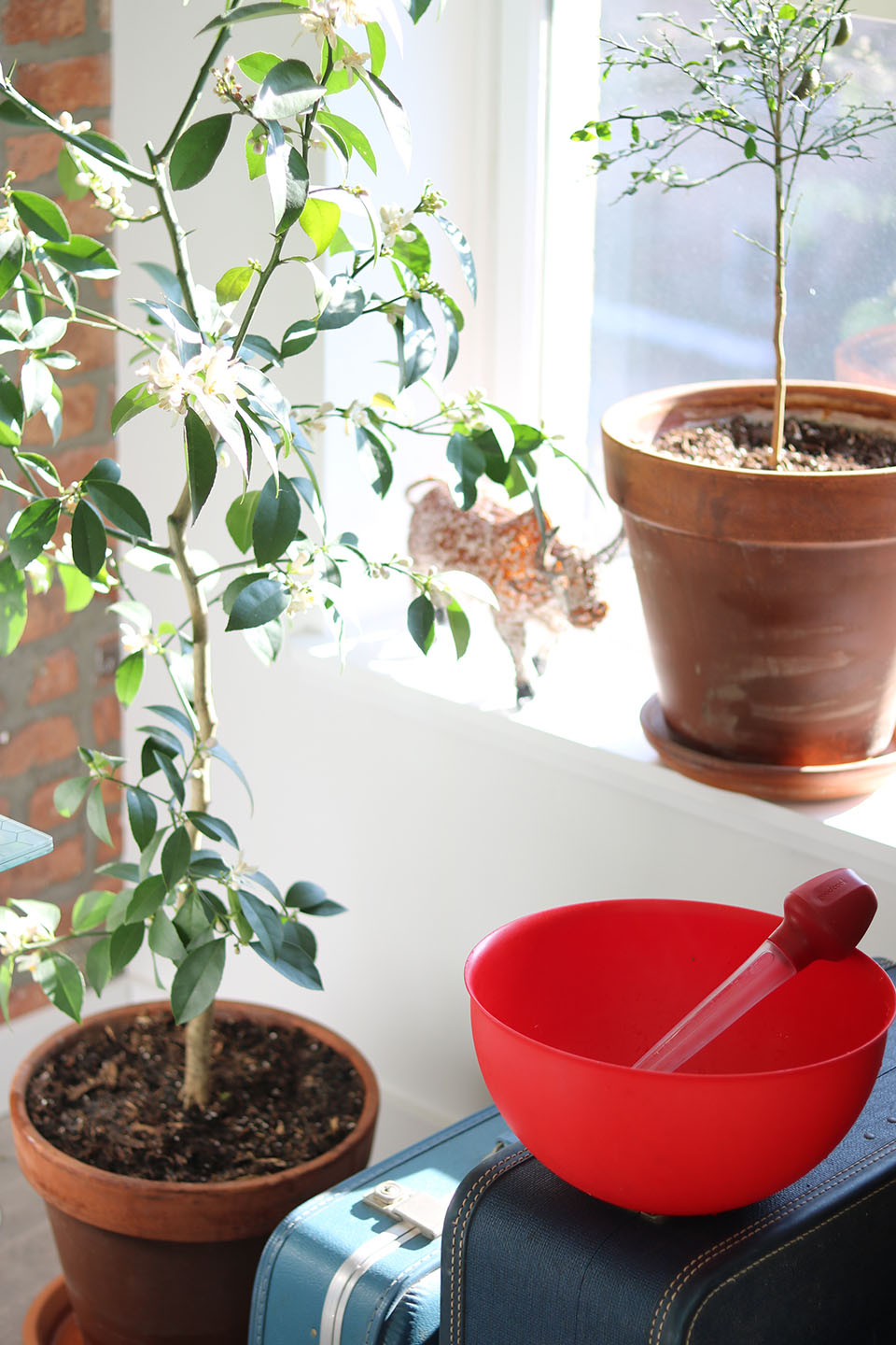 66 Square Feet (Plus): Growing Indoor Citrus - 22 Things You Should Know