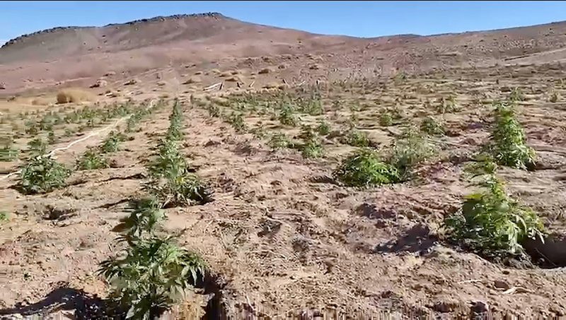 Detalles de la sofisticada plantación de marihuana que el OS-7 encontró en el desiert | FLANLATE