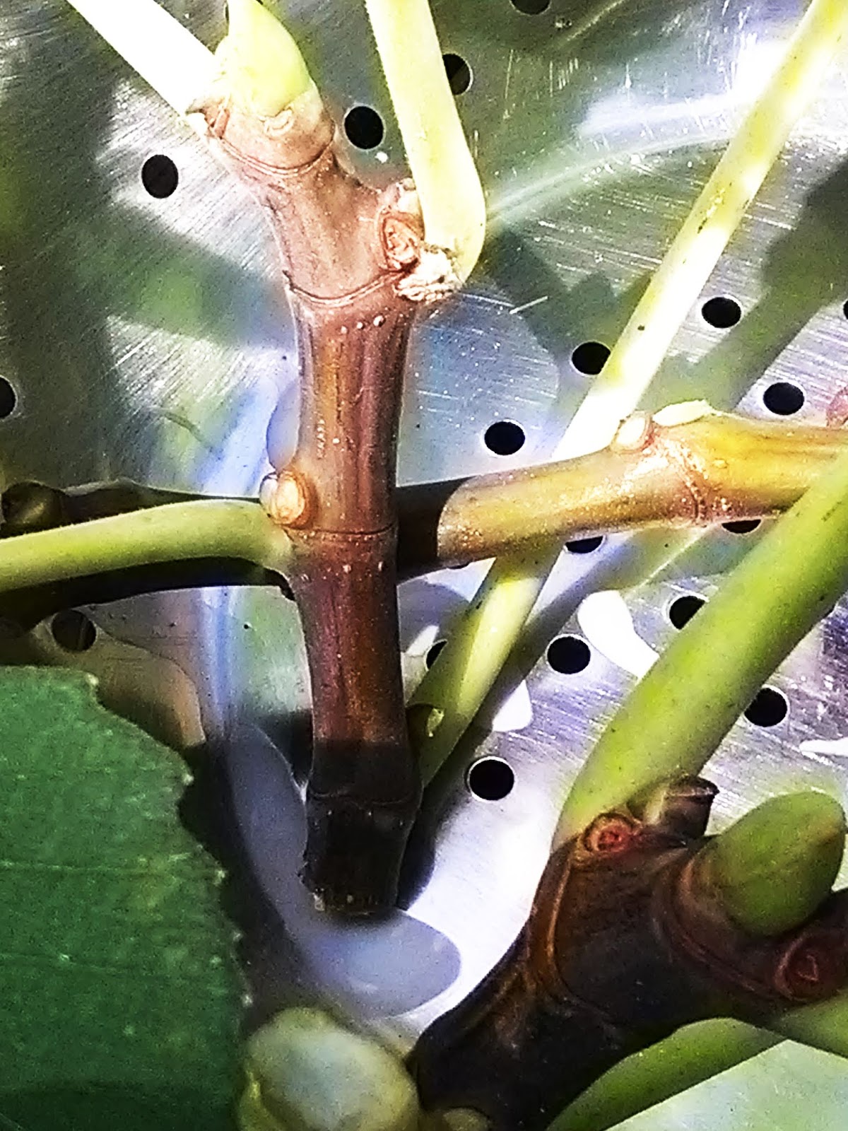 How To Propagate a Fig Tree - intotherustic