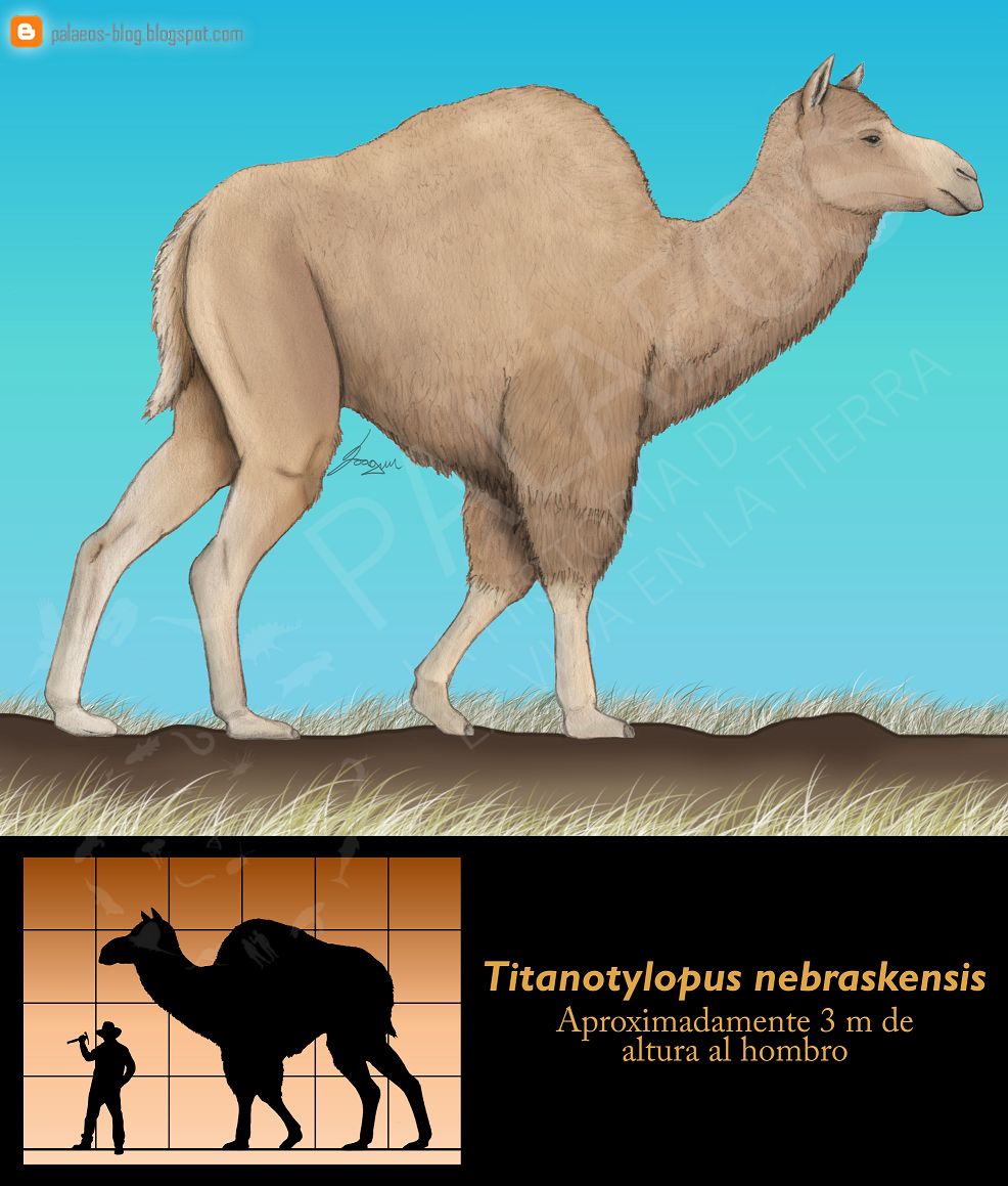 Palaeos, la historia de la Vida en la Tierra: Paleoficha: Titanotylopus ...
