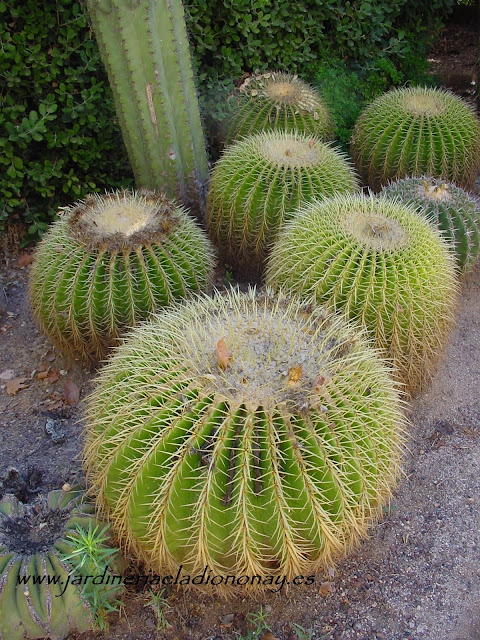 Jardineria Eladio Nonay: EL MUNDO DE LOS CACTUS (Jardinería Eladio Nonay)