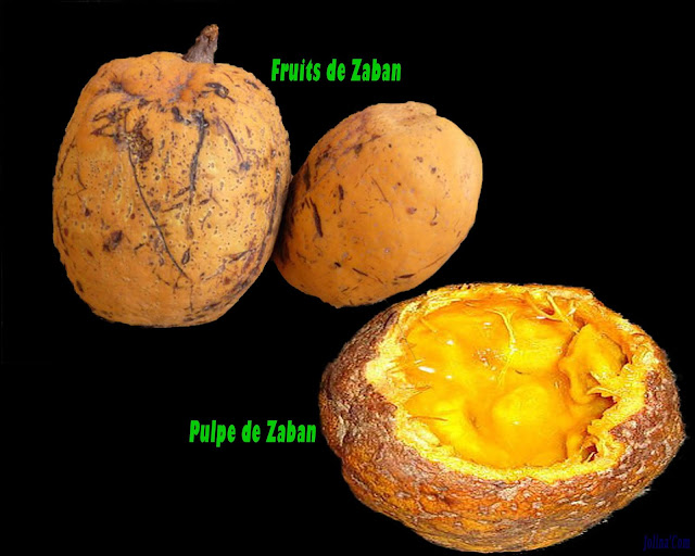 INFOS Recherches Environnementales et Agricoles : Saba Senegalensis ou ...