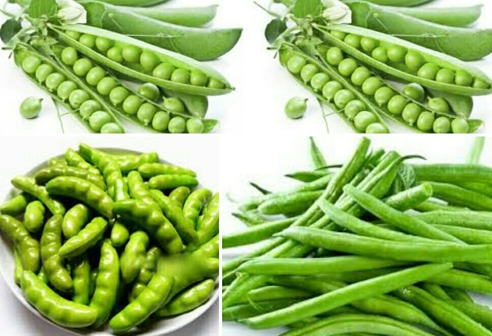 Artikel Agro ~ Artikel tentang Bidang Pertanian, Perkebunan, Peternakan ...