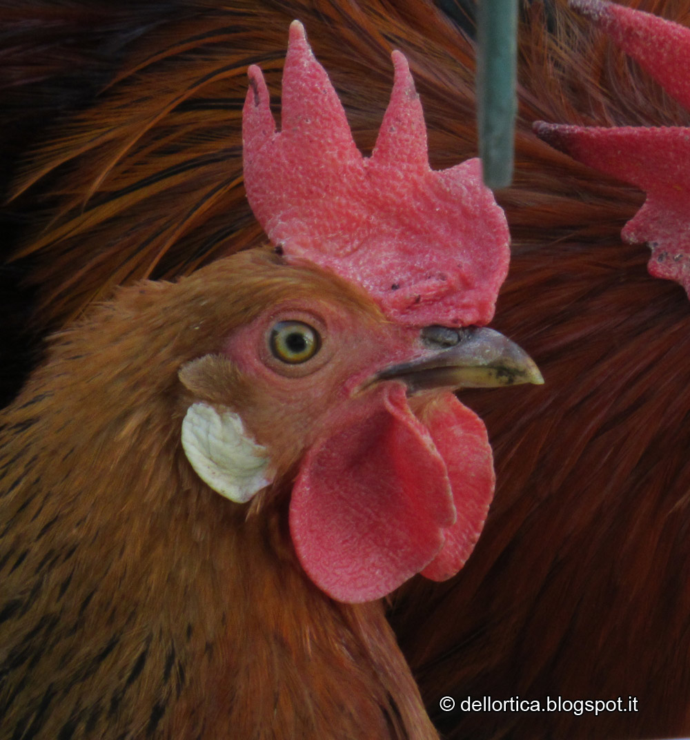 I PIPINI DI CARLA’