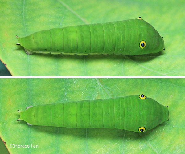 RAJA KUPU KUPU: the Common Jay (Graphium doson evemonides)