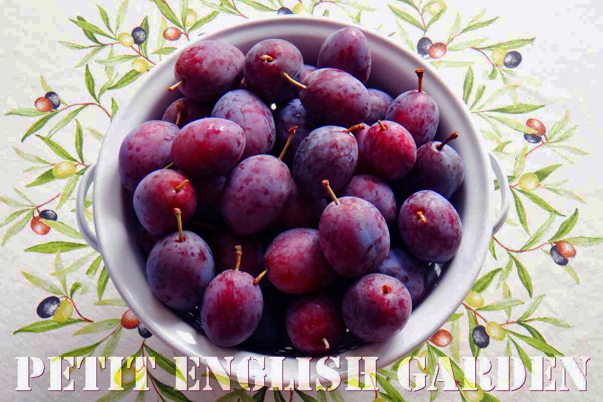 Petit English Garden of MARPLE & POIROT: PRUNES