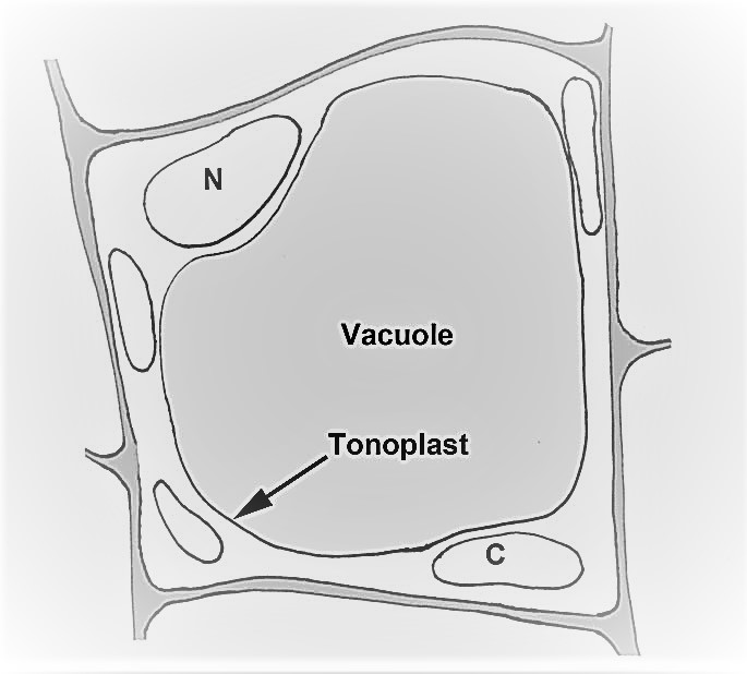 Seven Days per Week: STPM Biology Structure of Cell and Organelle (Part 17)