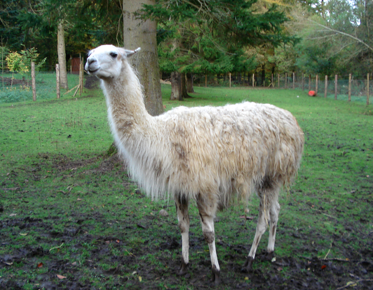Around Kilmarnock: Dean Castle Country Park
