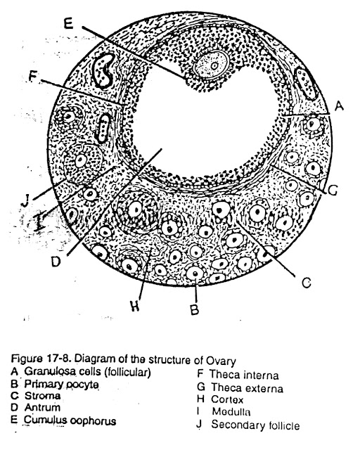 What is Ovulation and Fertilization ? Embryology | Anjani Mishra