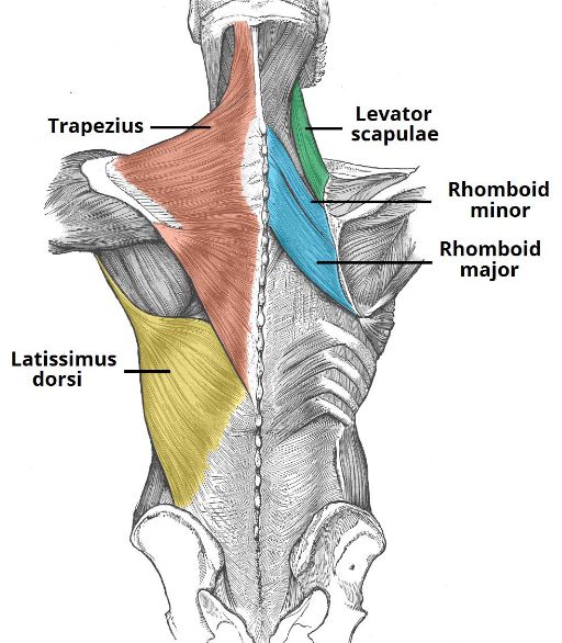 Anatomi Otot Latisimus Dorsi Pada Gelang Bahu Manusia - Anatomi Tutorial