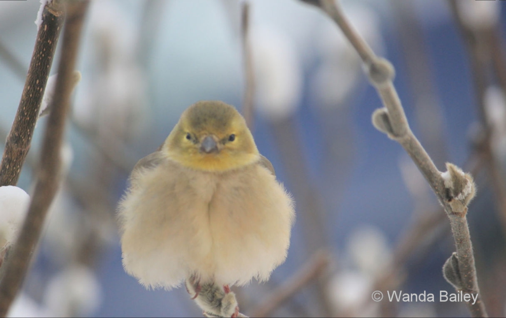 INTERESTING BEHAVIORS