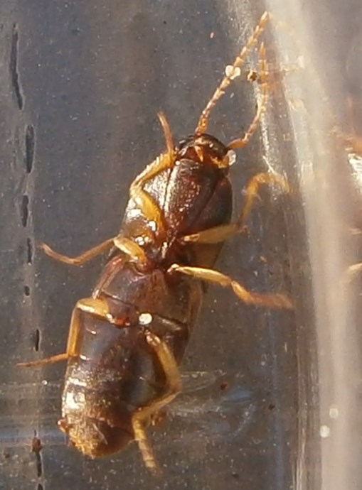 Invertebrate Dude: Darkling & Click Beetle Stuff