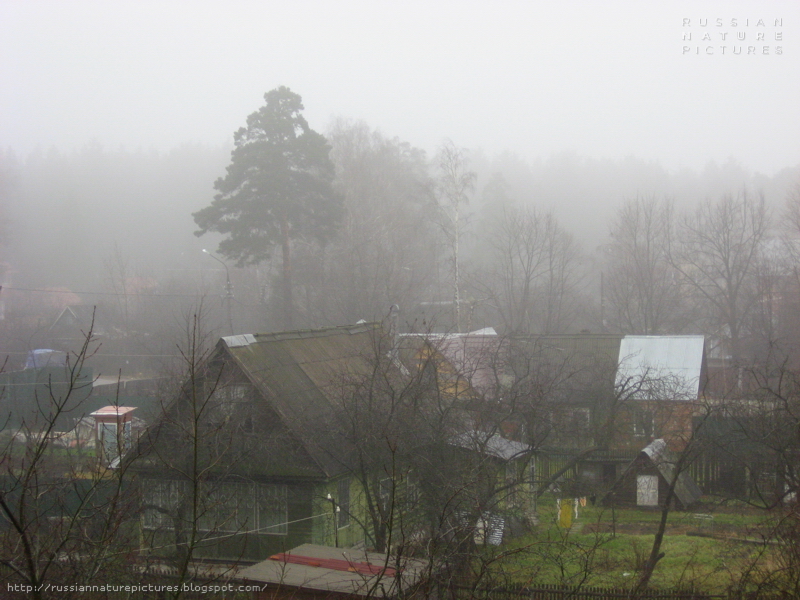 Landscapes: One-Year Tree ~ Russian Nature Pictures