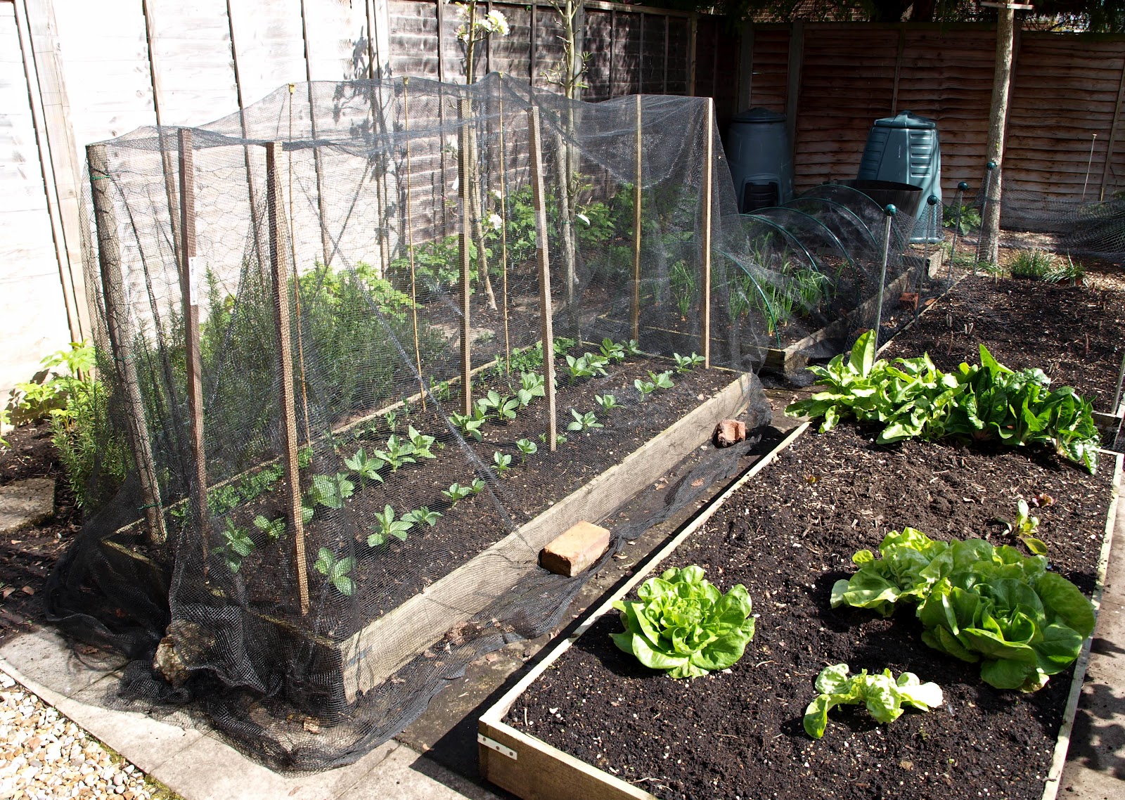Mark's Veg Plot: Seedling protection