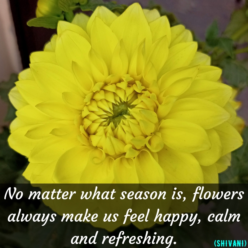 Best 30 Inspirational Flower Quotes With Beautiful Pictures-Quotes ...