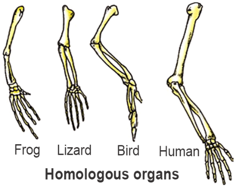 9. Heredity and Evolution | Class 10 CBSE | Web Notes | Part 4 ...