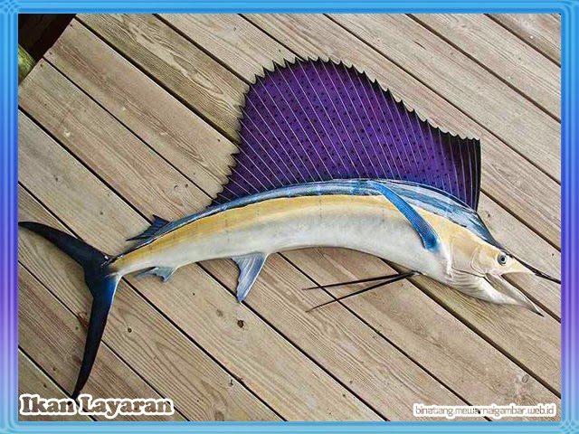 Nama-Nama Ikan Laut | Nuansa Sains