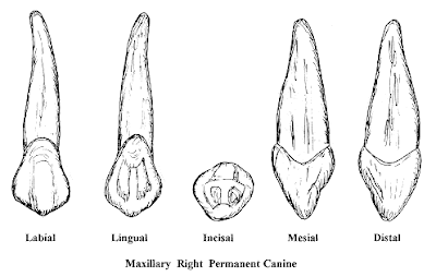 CANINOS SUPERIORES E INFERIORES - RESUMO COMPLETO