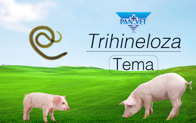Trihineloza ~ Panvet - moj veterinar
