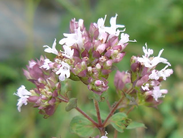 FLORS: Orenga (Origanum vulgare)