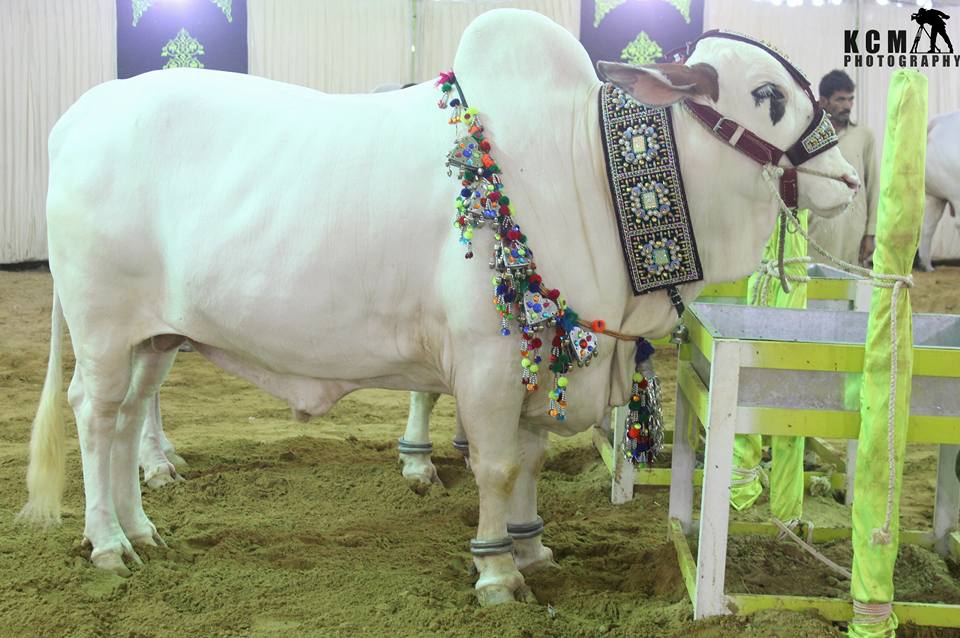 Populer 20+ Mandi2013